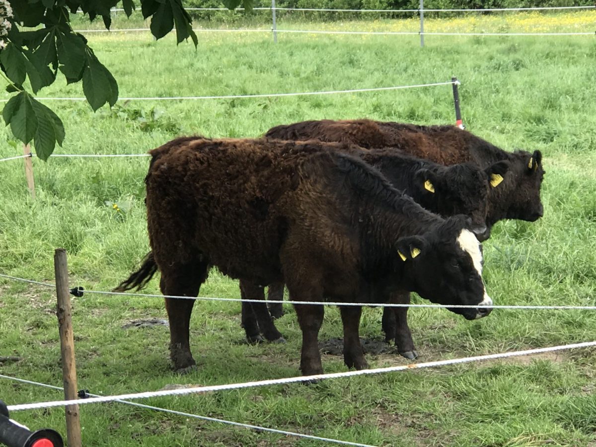 Das besondere Galloway Fleisch – Schneider´s Gasthof zum Waldstein